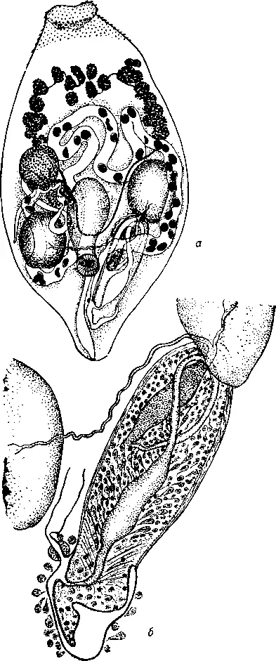 Anatomija Prosorhynchus aculeatus 22522_5