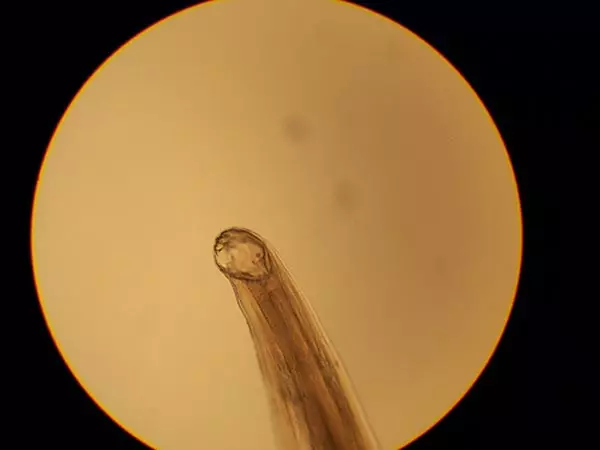 Mô tả Crepidostomum cùi bắp