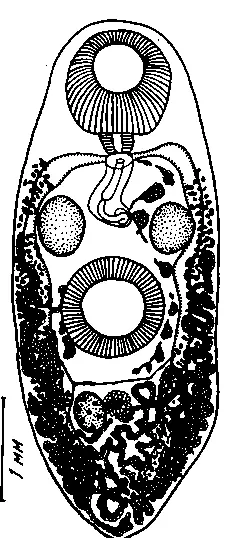 Eumegacetes (Anterovitellum) mehraii Iha, 1943 ж 22533_2