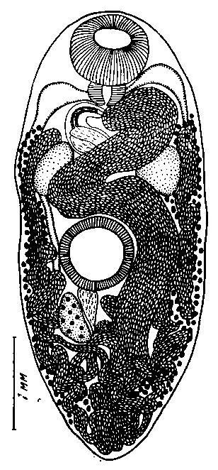 Eumegacetes (Anterovitellum) mehraii Iha, 1943 m 22533_3