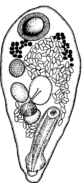 Giải phẫu bệnh Bucephalopsis lenti 22547_2