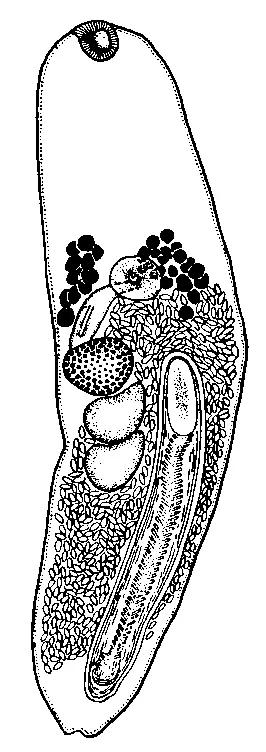 Anatomia de Bucephalopsis lenti 22547_3