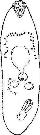 Anatomie Prosorhynchus pacificus