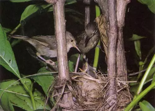 seychelles bebrornis