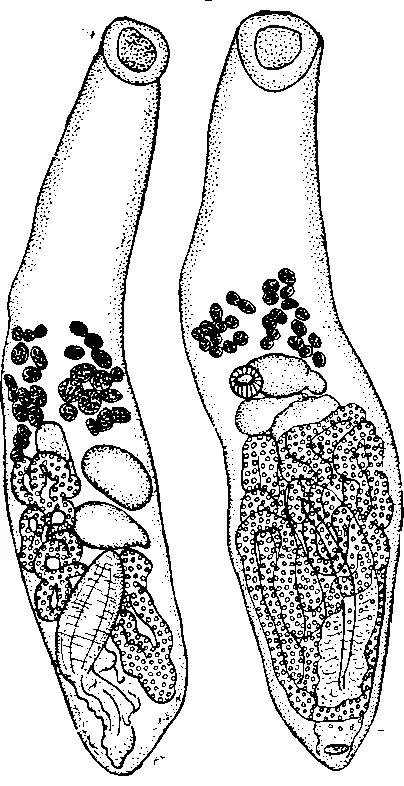 Rhipidocotyle baculum (ሊንተን ፣ 1905) ኤክማን ፣ 1932 22557_2