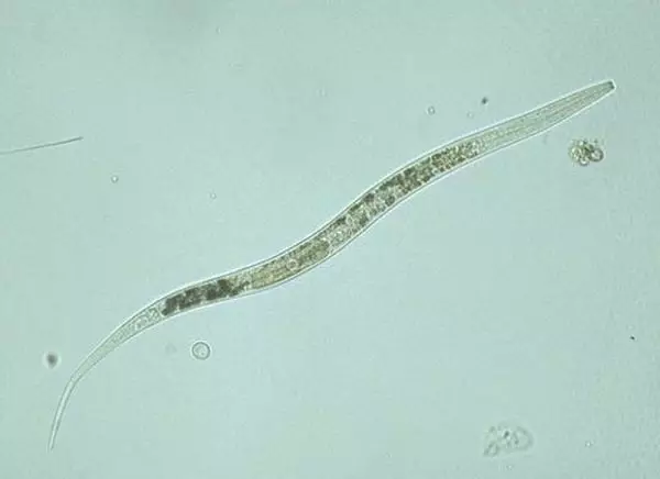 Anatomi ligulum Rhipidocotyle