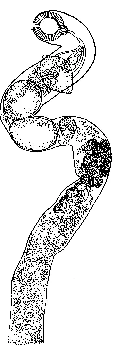 Dicrocoelium lobatum (Railliet, 1900) 22584_2