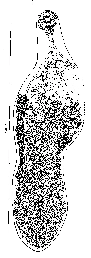 Dicrocoelium lobatum (Railliet, 1900) 22584_3