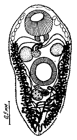 Suku Posthovitellum yl. marraskuu. 22600_2