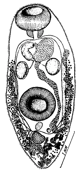 Género Posthovitellum gen. nov. 22600_3