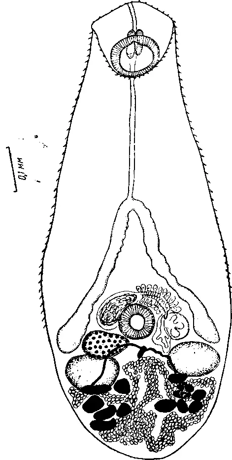 I-Levinseniella minuta Inani, ngo-1934 22602_2