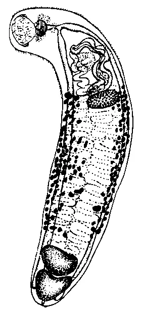 Përshkrimi Telorchis attenuatus 22616_3