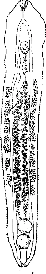 Beskrivelse av Telorchis clava 22620_3