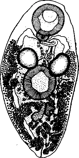 Eumegacetes (Anterovitellum) perodiosus Travassos, 1922 година 22622_2