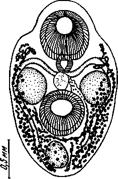 Eumegacetes (Anterovitellum) perodiosus Travassos, 1922 yil 22622_3