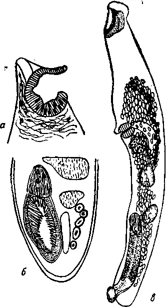 Rhipidocotyle eggletoni Velasquez ፣ 1959 22640_3