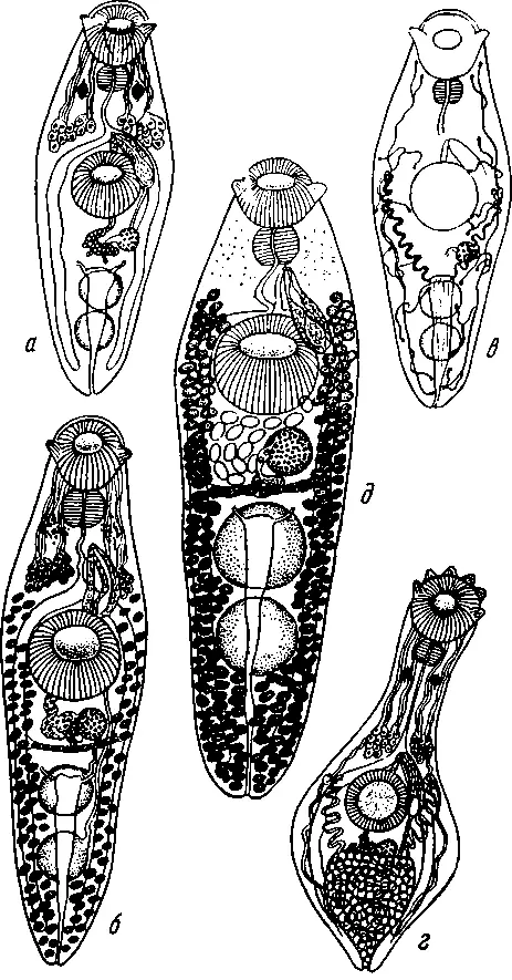 Карактеристики на биологијата на Crepidostomum farionis 22643_2