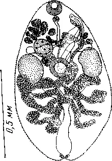 Sonsinotrema pabdai (Pande, 1937) 22645_2