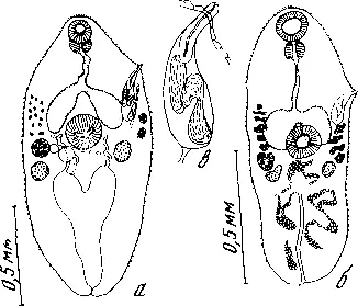 Sonsototrema pabdai (Pande, 1937) 22645_3