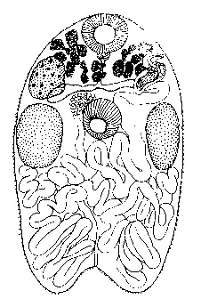 Sonsinotrema pabdai (Панде, 1937) 22645_5