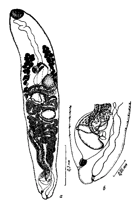 Priskribo Bucephalopsis scombropsis 22660_3