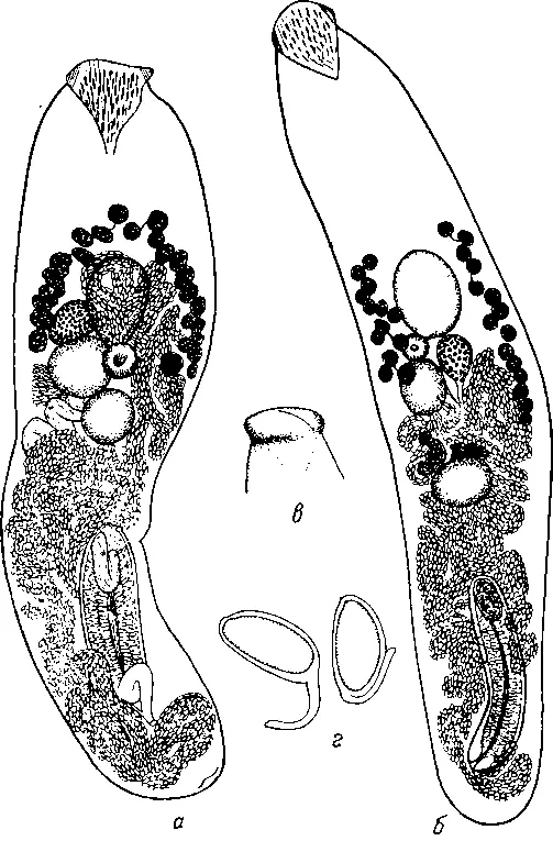 Sharaxaad Prosorhynchus caudouatus 22670_2