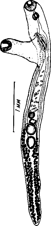 Afanc Genws Aequistoma, 1942 22675_2