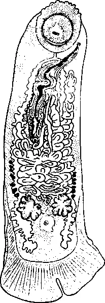 Bayanin Taprobanella bicaudata 22679_2