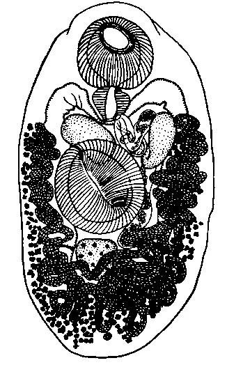 Eumegacetes lecithrosalus Oschmarin ، 1963 22690_2