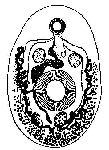 Eumegacetes lecithrosalus Oschmarin, 1963 22690_3