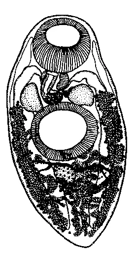 Eumegacetes lecithrosalus Oschmarin ، 1963 22690_4