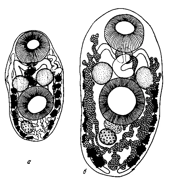 Eumegacetes lesitrosalus Oschmarin, 1963 22690_5