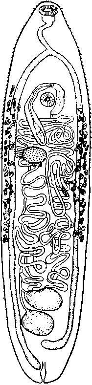 Anatomia de Telorchis patonianus 22691_2