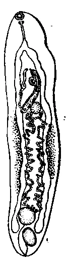 Anatomio de Telorchis patonianus 22691_3