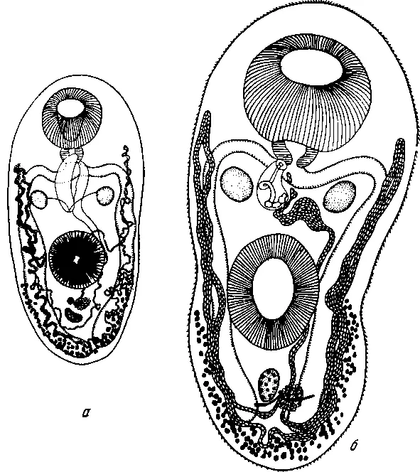 Posthovitellum longicirratus (Jaiswal et Vasudev, 1960.) 22711_2