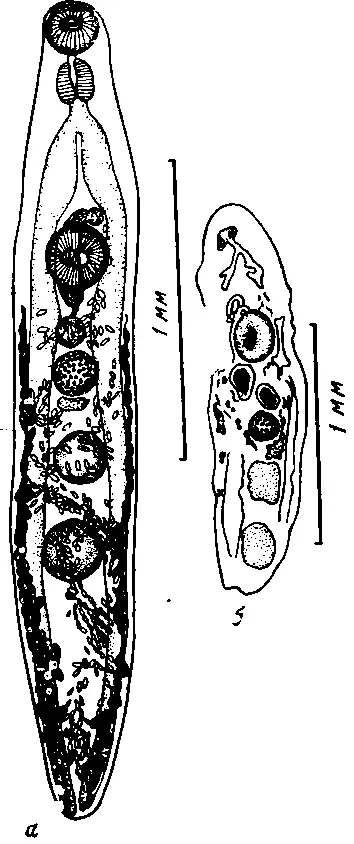 Ganada clariae Chatterji, 1933 он 22722_2