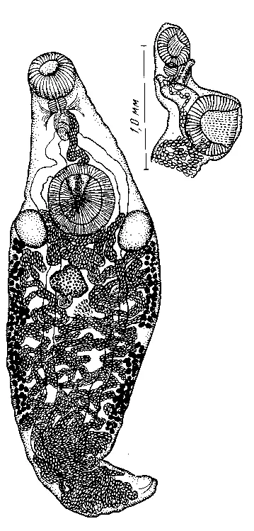 Genul Zonorchis Travassos, 1944 22728_3