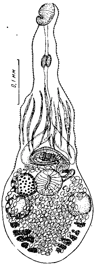 Numeniotrema uteriposta Belopolskaia et Ryjikov, 1963 22734_2