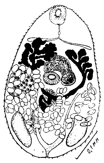 Numeniotrema uteriposta Belopolskaia et Ryjikov, 1963 թ .: 22734_3