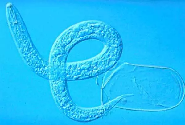 Anatomy of Bucephalopsis belonea