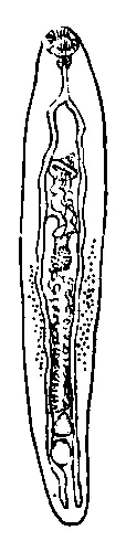 Beschreiwung Telorchis dissentaneus 22759_2