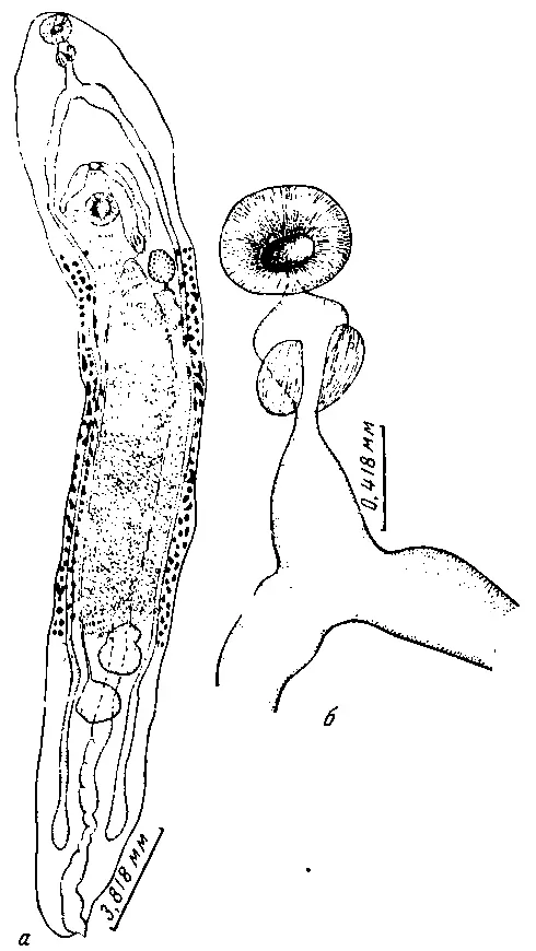 აღწერა Telorchis dissentaneus 22759_3