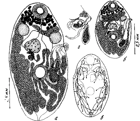 Prosotocus dorsoporus Murnar, 1960 22763_2