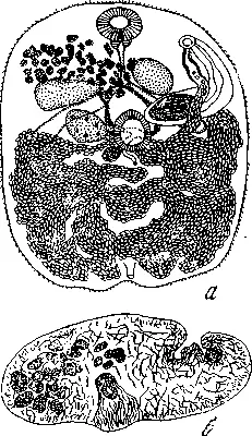 Prosotocus dorsoporus Murnar, 1960 22763_3