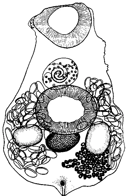 Structure of Anenterotrema auritum