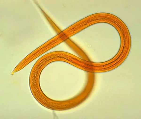 Crepidostomum မျိုးစိတ်ကိုလေ့လာပါ