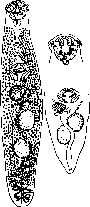 Genus Bunoderina Miller, 1936 22773_2