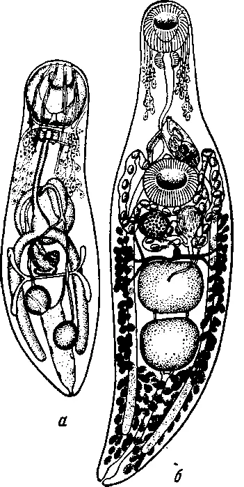 Structure of Allocreadium isoporum 22776_2