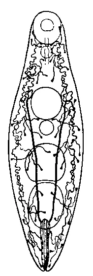 Structure of Allocreadium isoporum 22776_3