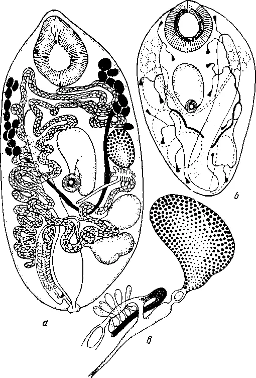 Anatomie van Bucephalopsis caecorum 22778_2